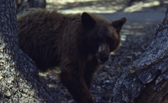 CALIFORNIA HIKING – In the footsteps of Colin Fletcher